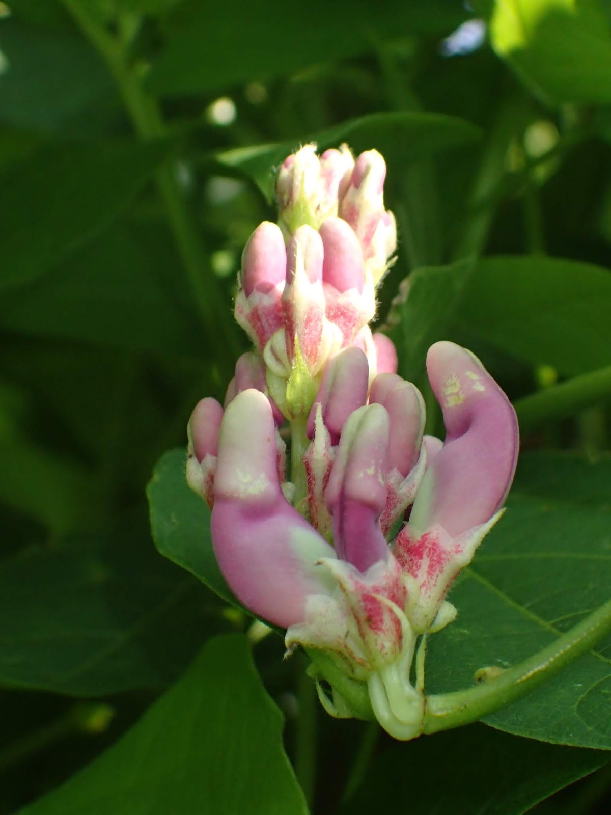 Scirpidiella's Plants: Groundnut species (Apios sp. div.) in flowers