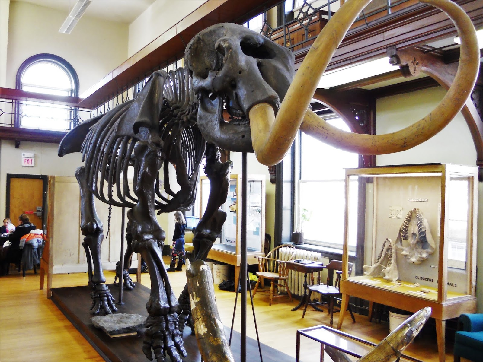 Prehistoric Beast of the Week: Mastodon: Beast of the Week