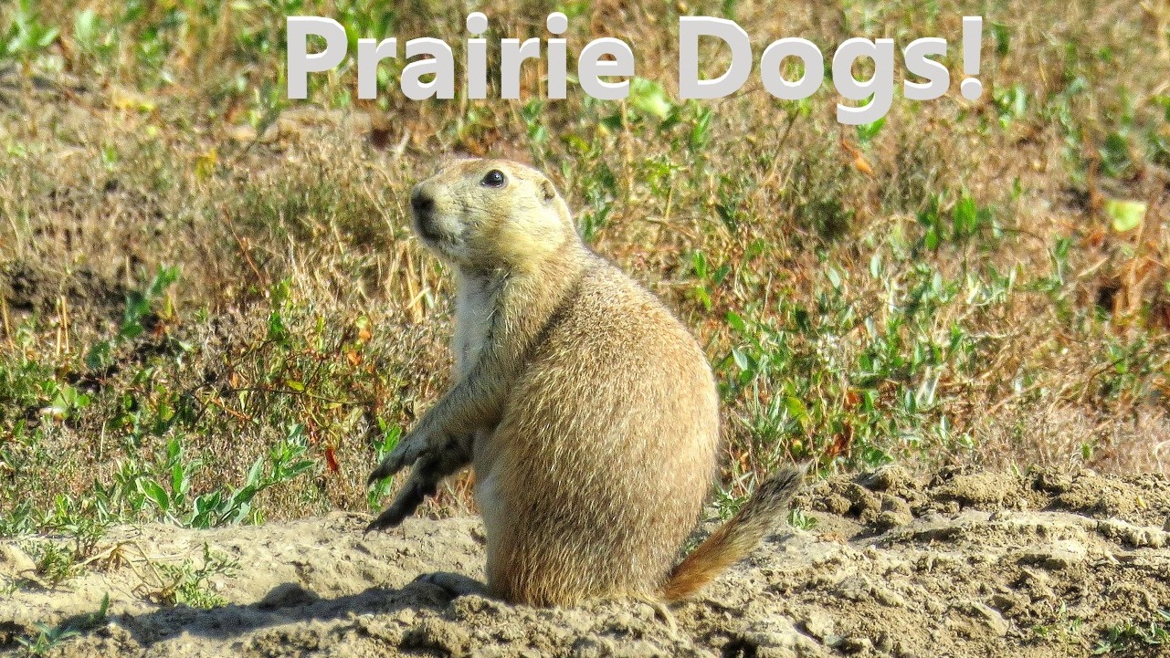 Backyard Birding and Nature Interesting Facts About Prairie Dogs backyard-birding-and-nature-interesting-facts-about-prairie-dogs