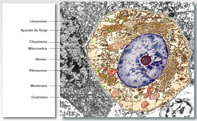 Quinto grado 2017: CÉLULA ANIMAL