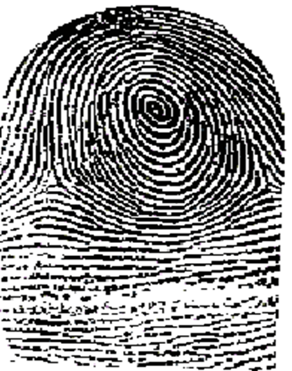 Ramas De La Lofoscopia