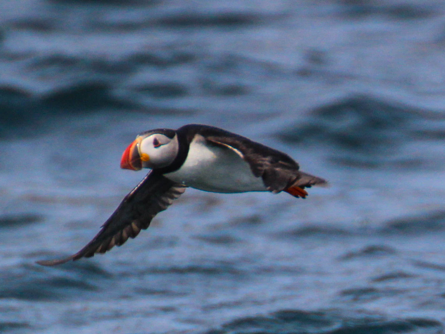 Cannundrums: Atlantic Puffin