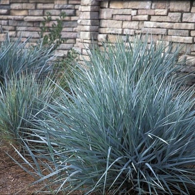 HOW TO GROW LEYMUS ARENARIUS 'blue dune' |The Garden of Eaden