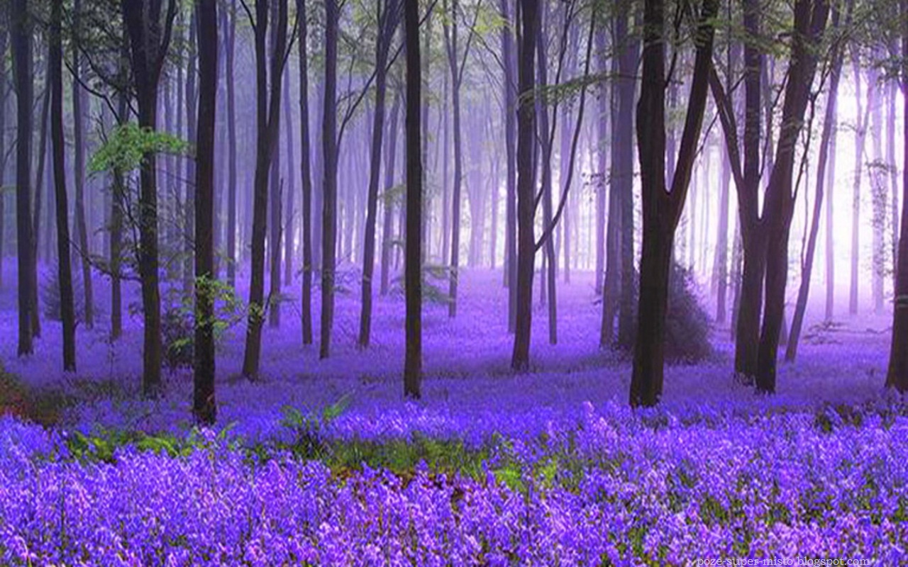 Imagini de Primavara | Poze Super Misto