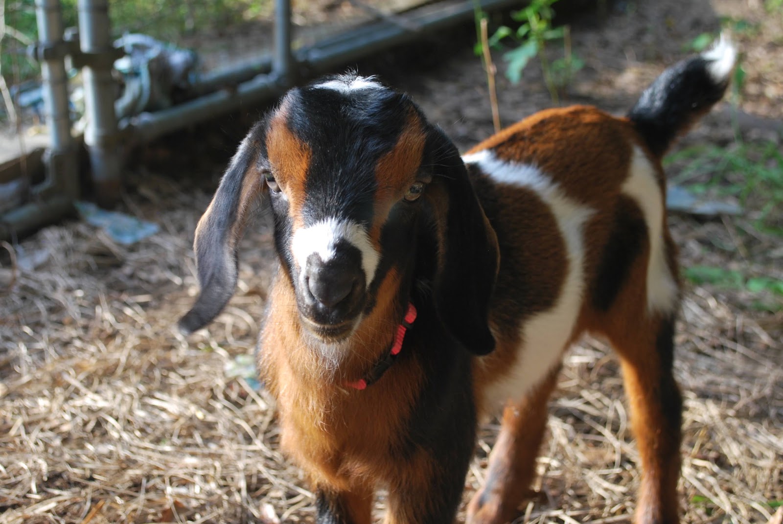 HighTail Farms: Buck picking