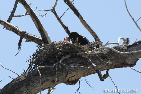 Forevermore The Raven