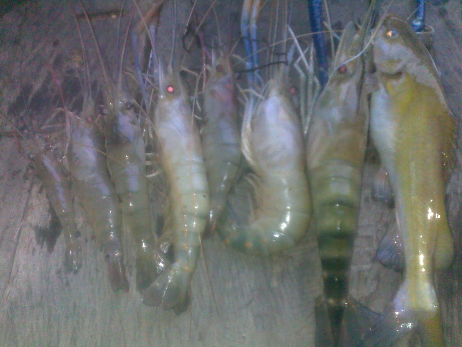 Cara Memancing Udang Galah ~ KOMUNITAS PASER