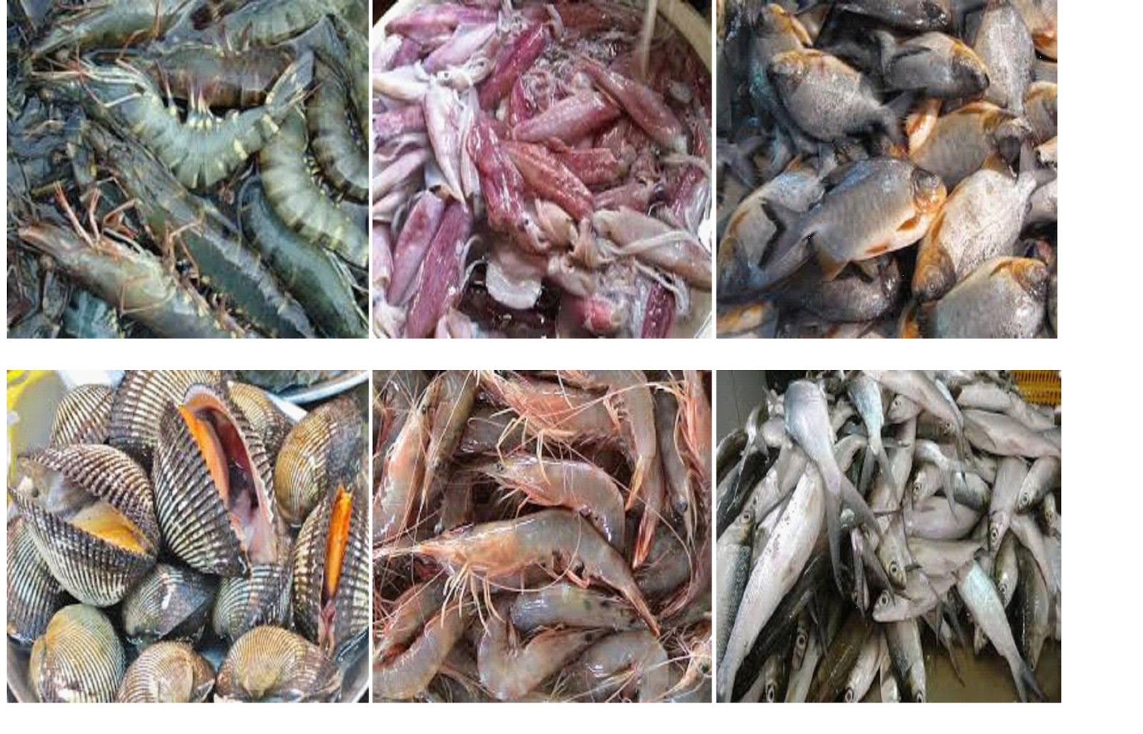 Sulawesi Seafood Export Import: HOKKY SEAFOOD EXPORT IMPORT
