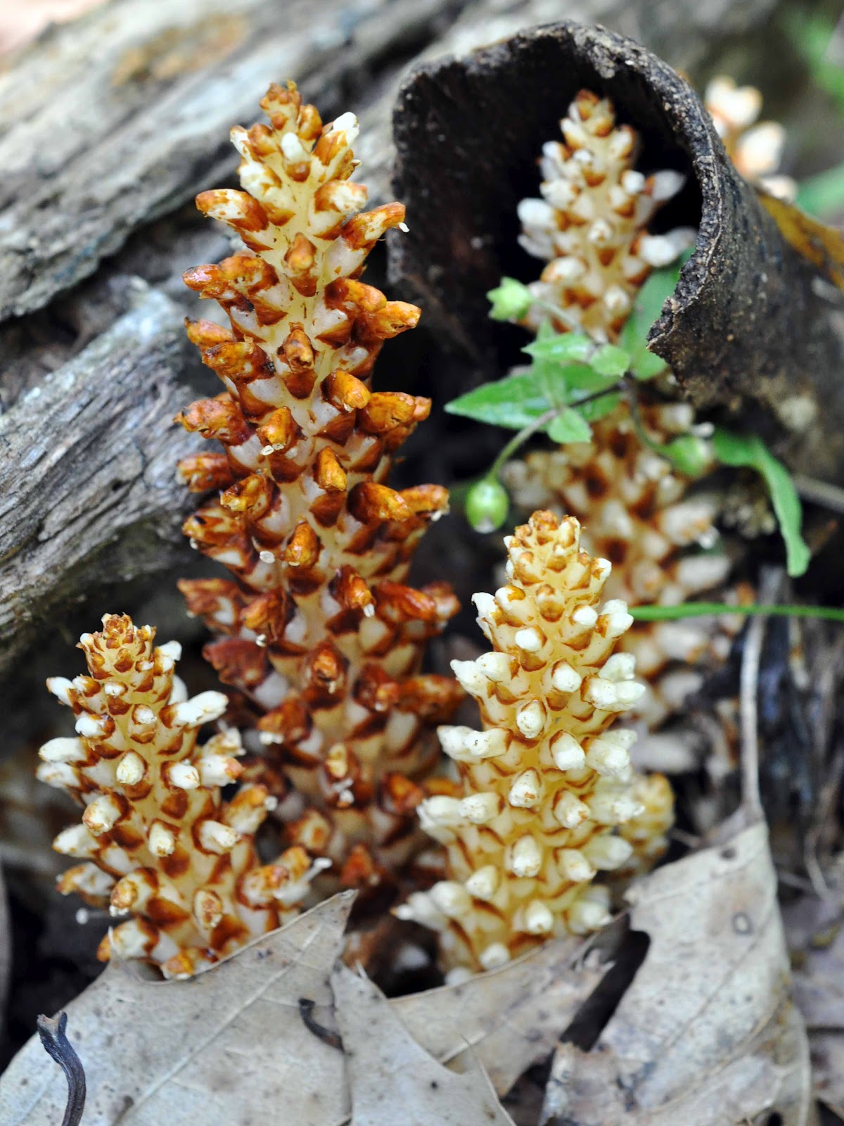 Spring Flowers at Thompson Wildlife Management Area