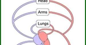 LEARNING& TEACHING SCIENCE: Types of Circulation of Blood
