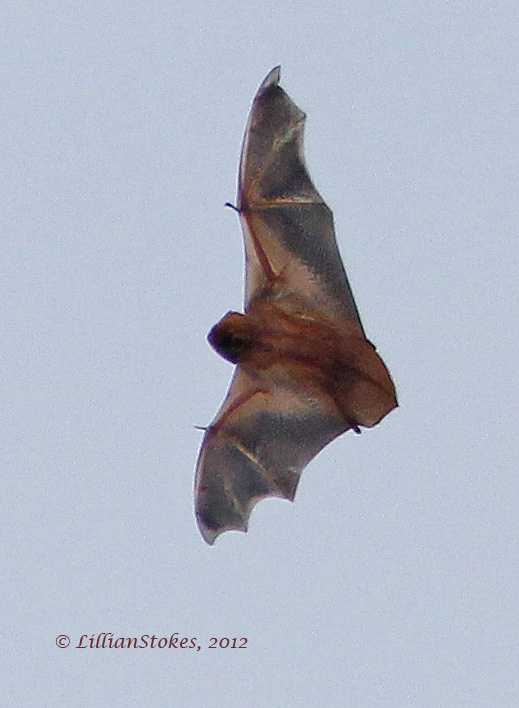 STOKES BIRDING BLOG: Eastern Red Bat photo in flight!