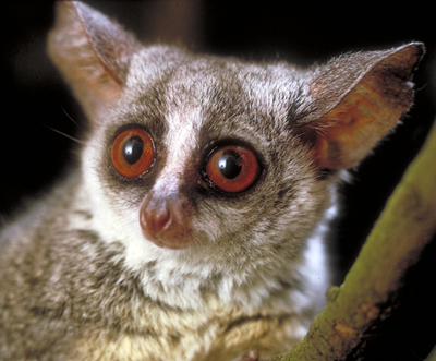 Bush baby ~ Animals Images