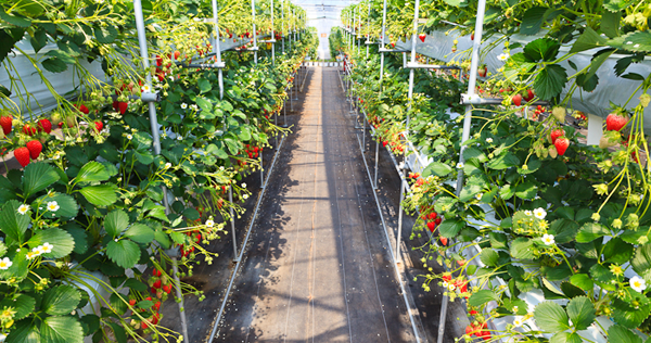 TESDA Agricultural Crops Production NC II in the Philippines - TESDA Online