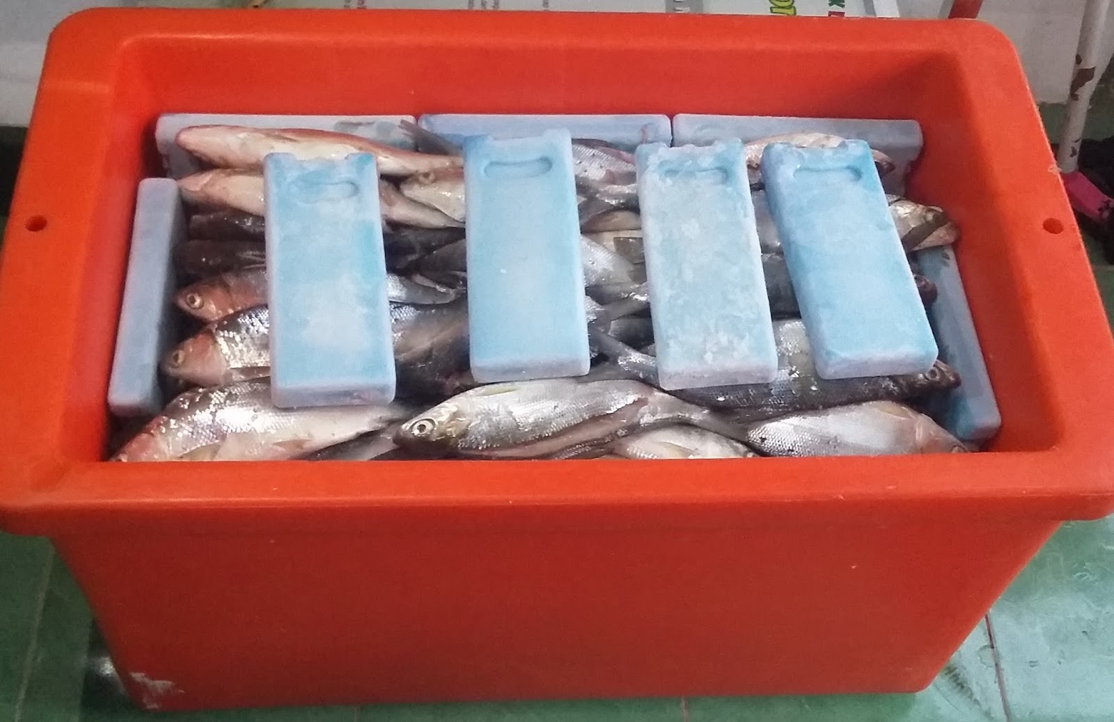 Cara Pakai Ice Pack Untuk Ikan