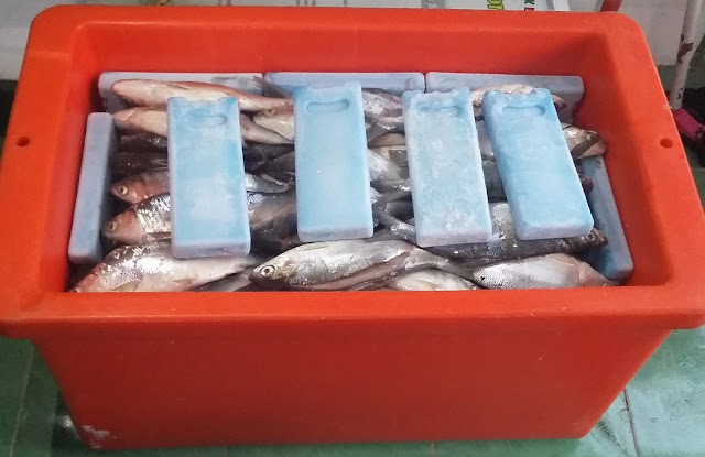Cara Pakai Ice Pack Untuk Ikan & Daging