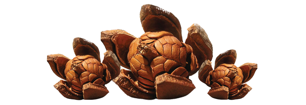 1001 Khasiat Buah Tunjuk Langit: 1001 Khasiat Buah Tunjuk Langit 1001 Khasiat Buah Tunjuk Langit: 1001 Khasiat Buah Tunjuk Langit