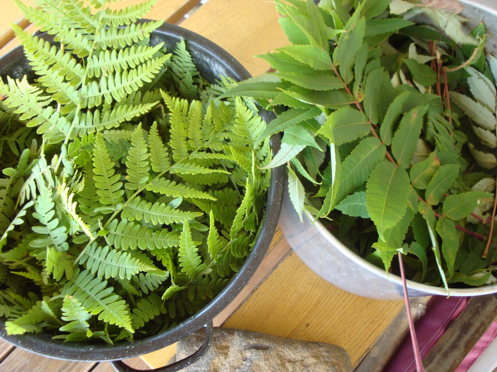 Two Red Threads: Harvesting Color -- Bracken