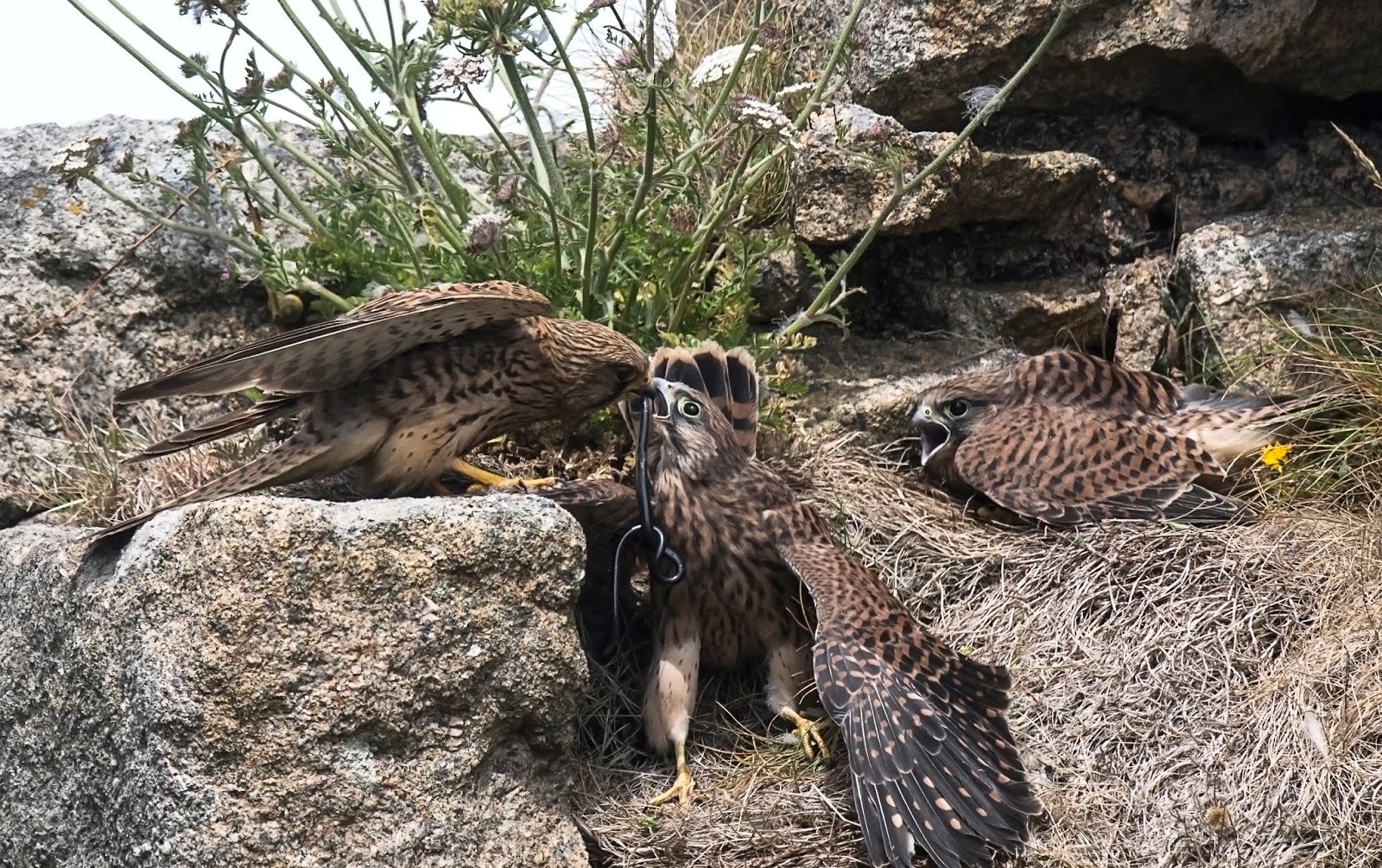 Alan James Photography : Kestrel Prey Hand-overs
