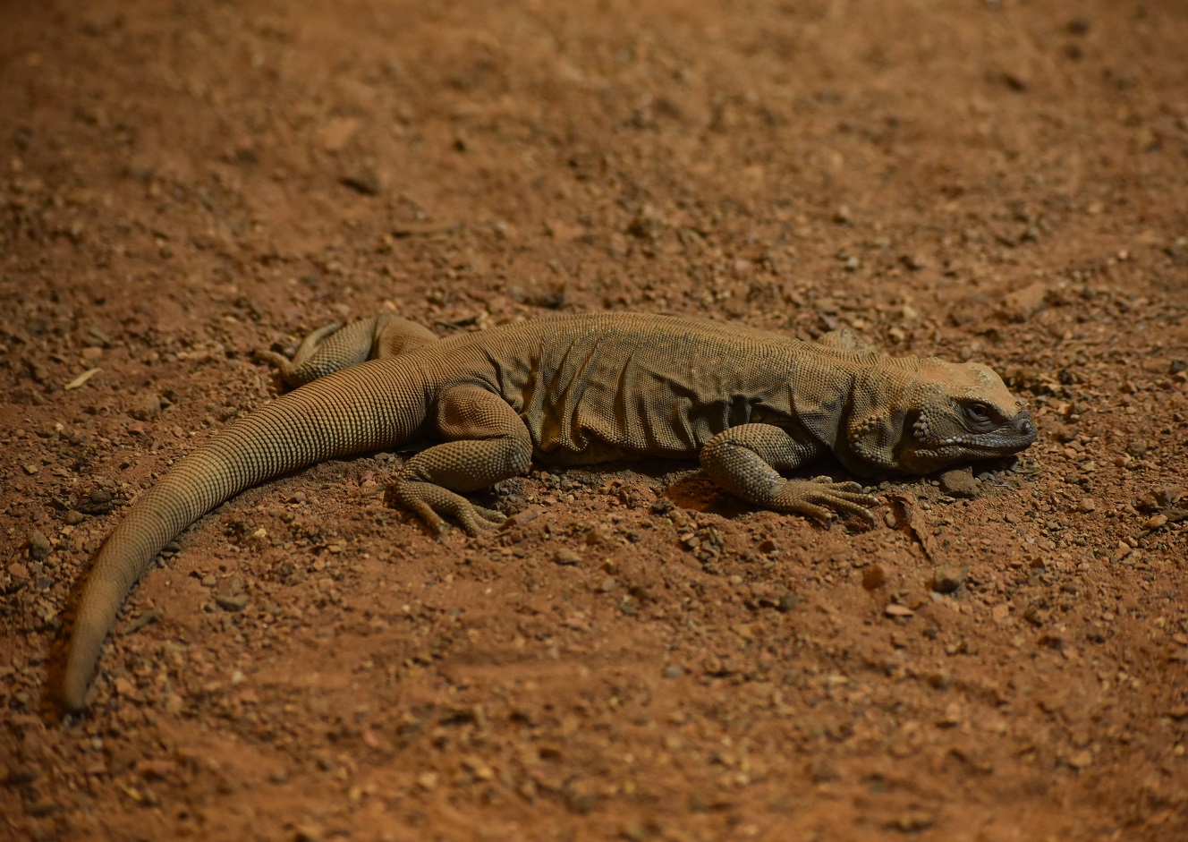 ZOOTOGRAFIANDO (6.100 ANIMALS): CHUCKWALLA DE ISLA ANGEL / SPINY ...