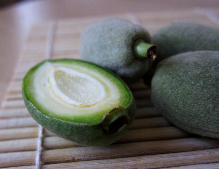 the indolent cook: fresh almonds... & green almond pickles!