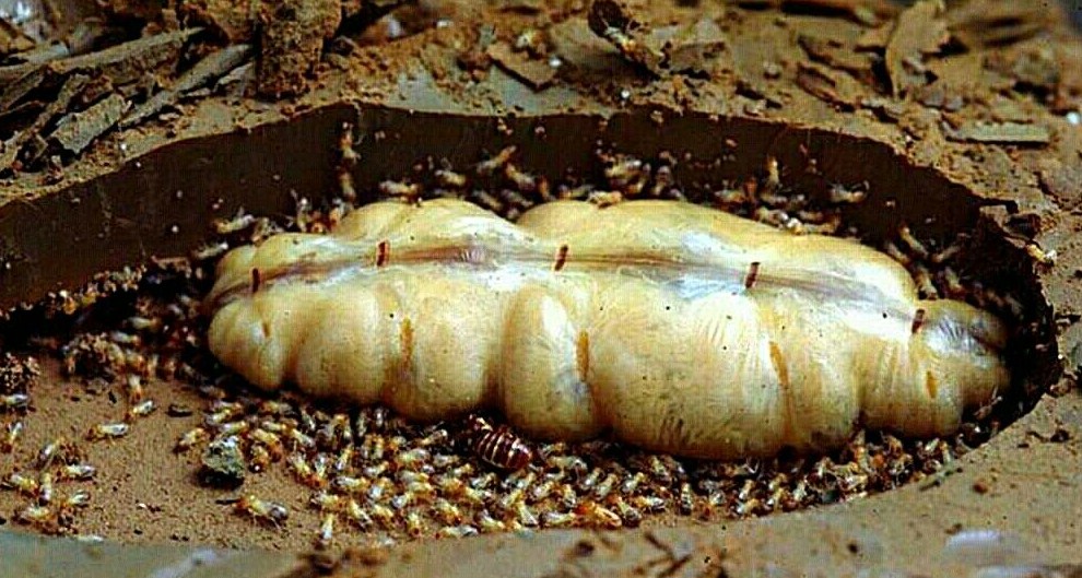 Termites Life Cycle Stages - Termites