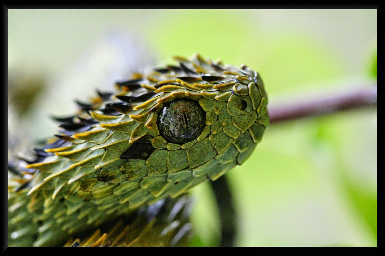 ΦΙΔΙ BUSH VIPER photos - wallpapers (ανανεωμένο) | the fun bank