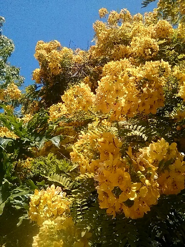Berkeley Flaneur: Haiku Park