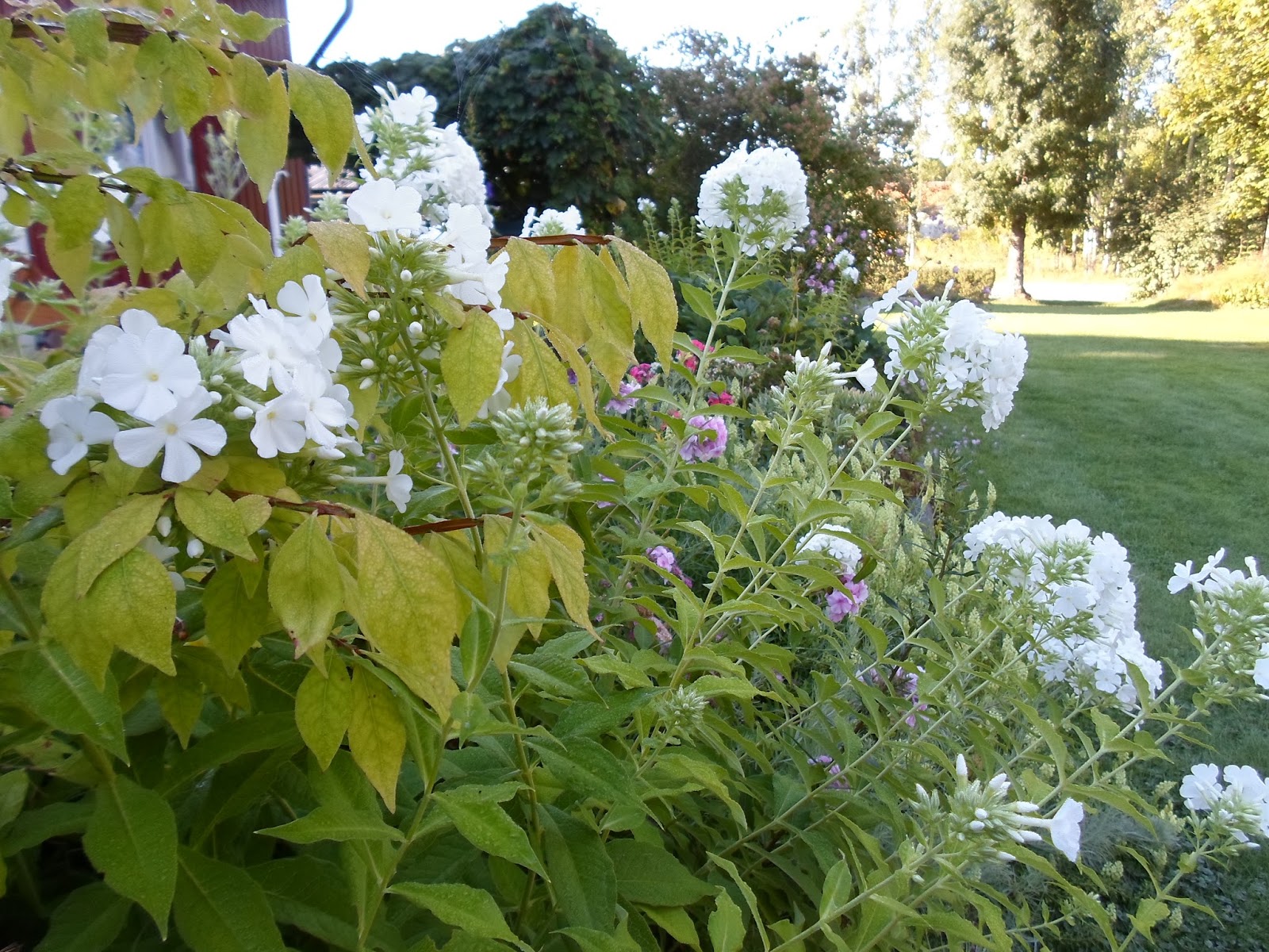 Klockarhagen: Benved, vår sort är en Vingad Benved.