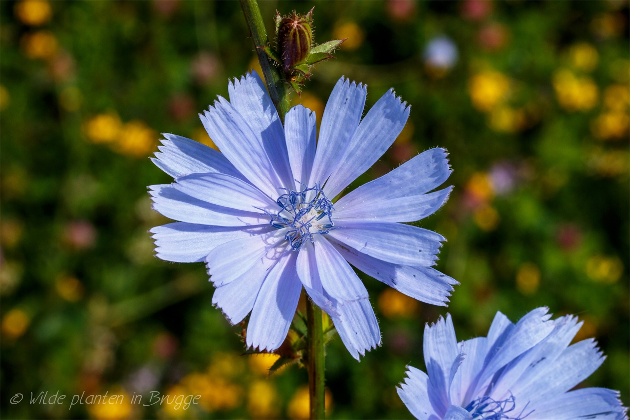 Wilde planten in Brugge: Wilde cichorei