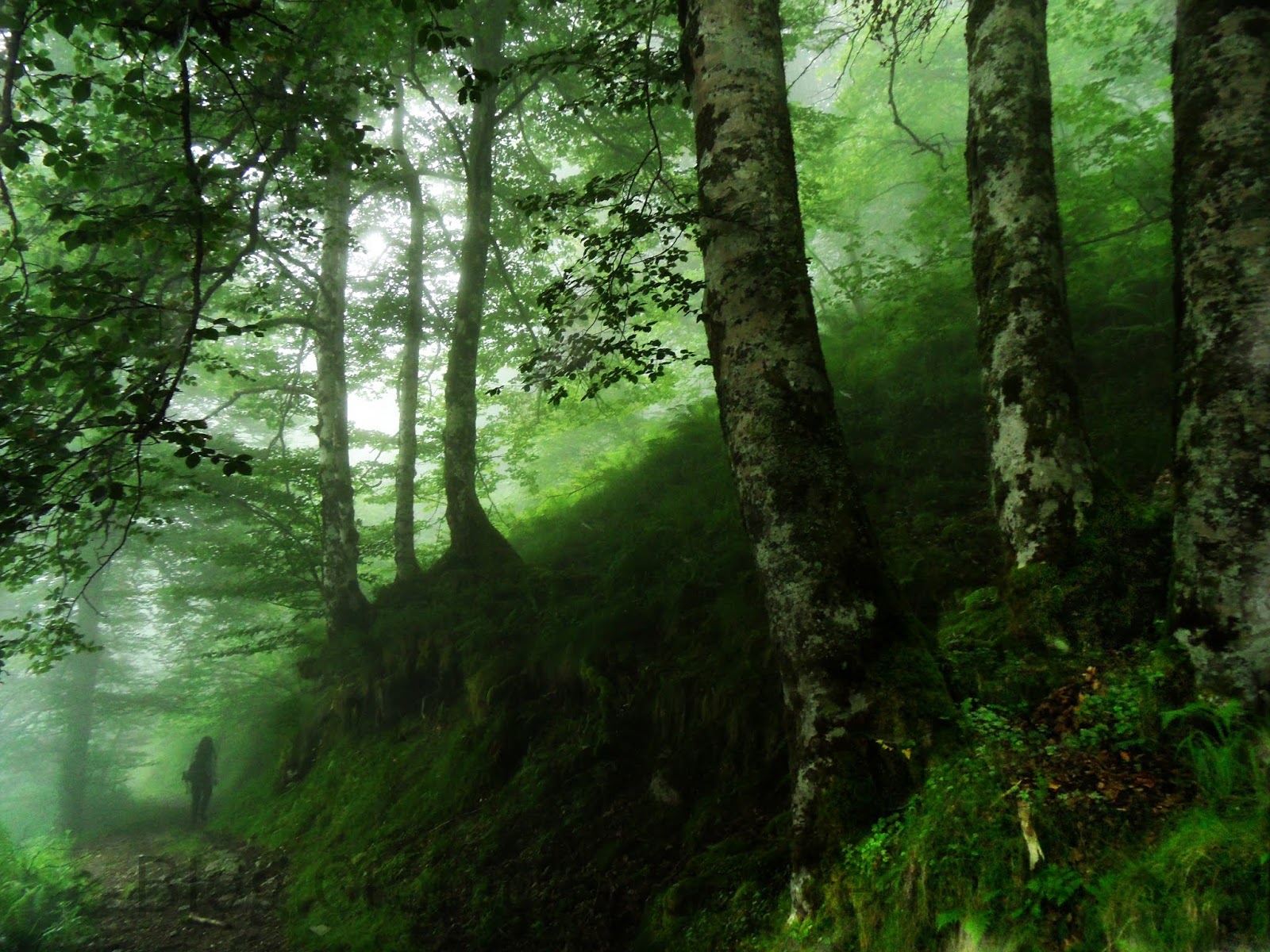 Crónicas Senderistas: ¿Qué es un bosque?