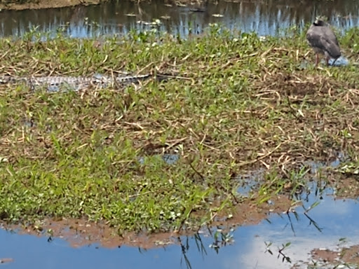 Profa.Msa. PathyGeo: RESERVA DO TAIM