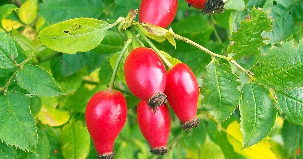 What is Rosehip? How can it benefit us?