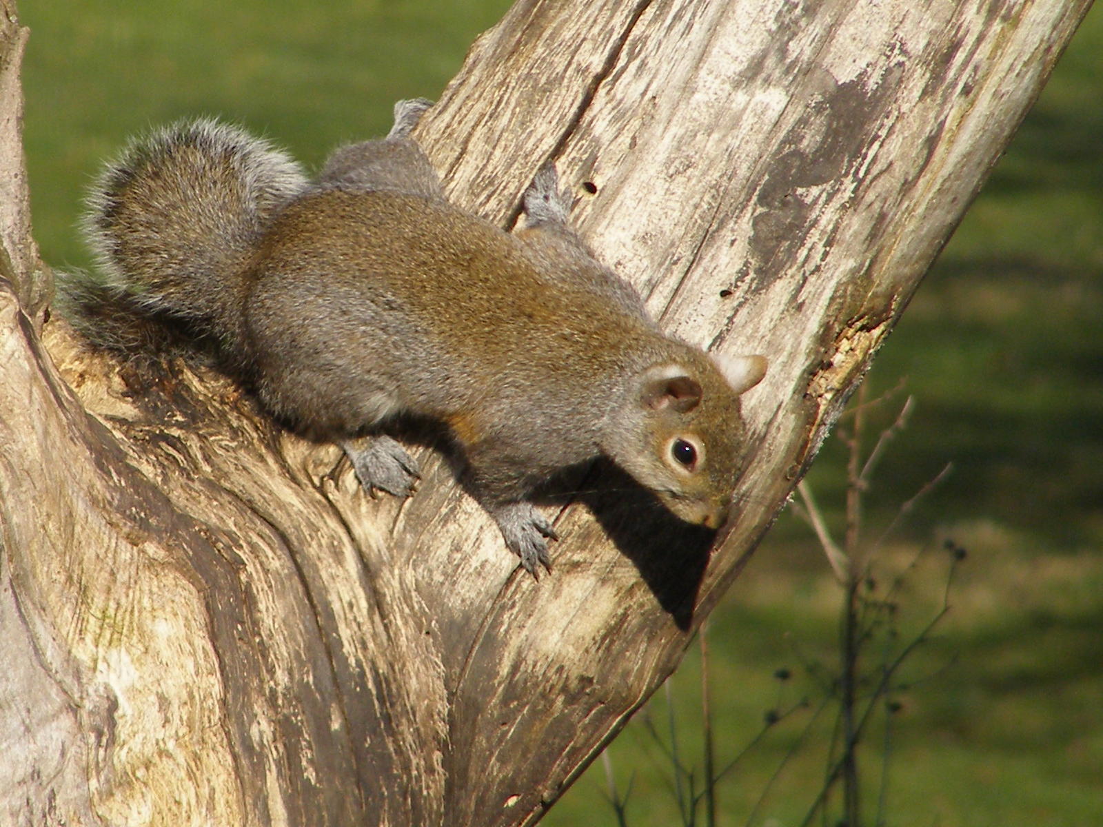 Blue Jay Barrens: Squirrels
