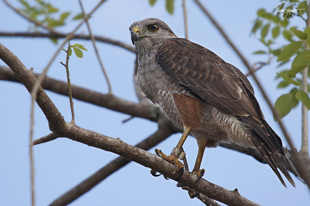 Gavilán de la Hispaniola