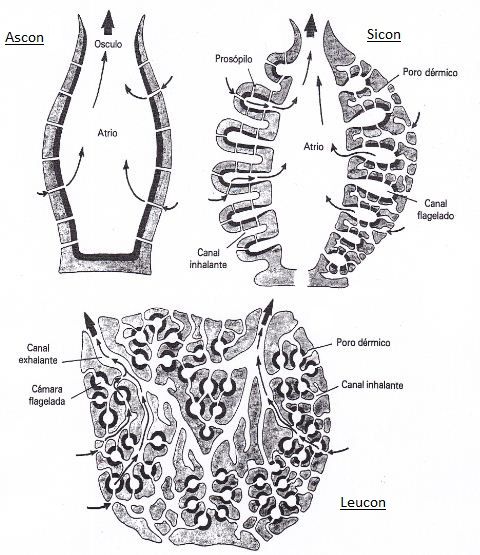 Reino Metazoa: Filo Porifea