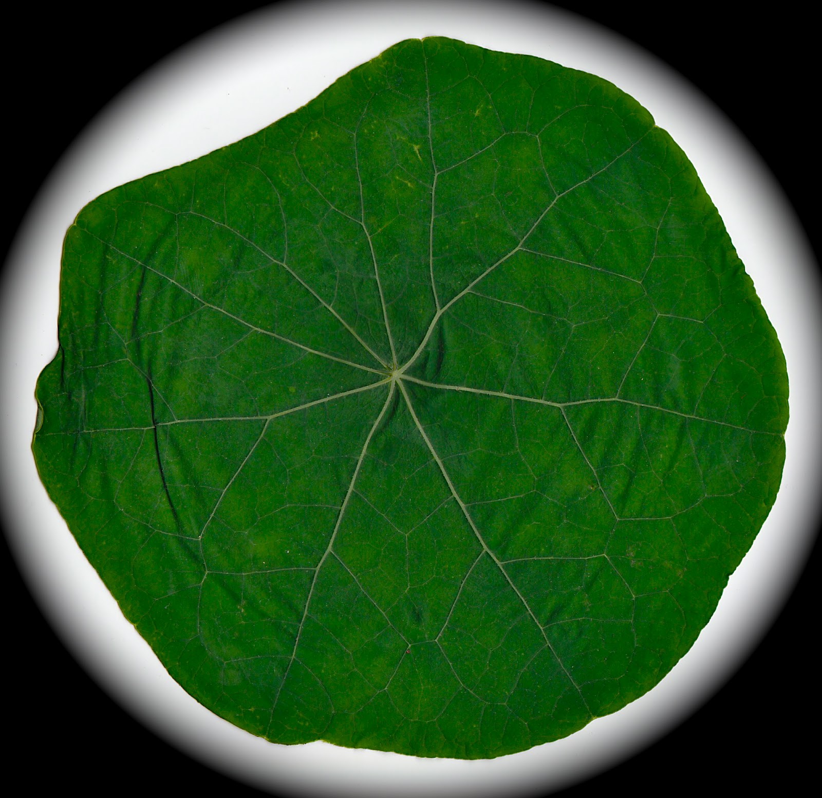 Daily Finds: round leaf find