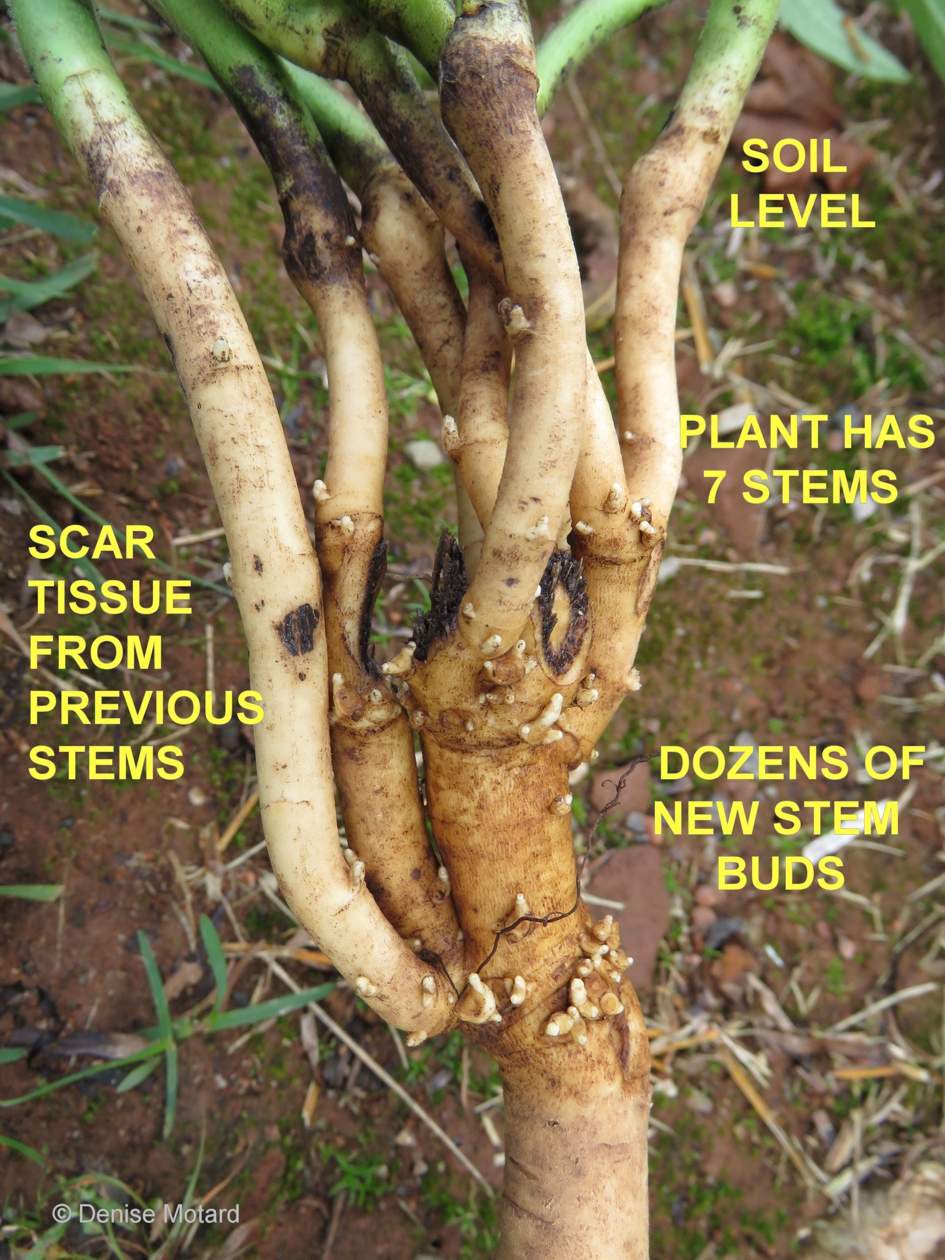 MILKWEED COMPARISONS