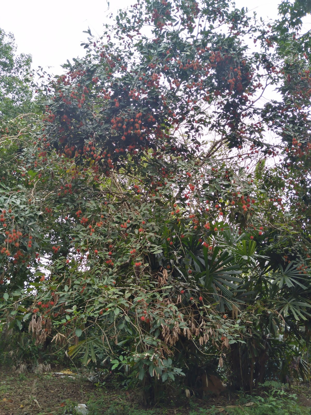 namakucella: RAMBUTAN BIJI @ RAMBUTAN HUTAN