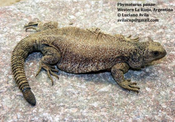 Argentina nativa: Lagarto cola piche sanjuanino (Phymaturus punae)