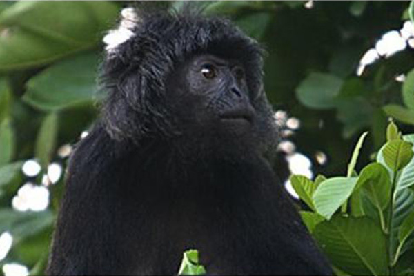 EKOGEO: PRIMATA INDONESIA : UNIK DAN BERAGAM