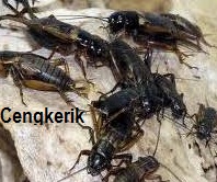 Anim Agro Technology: CARA MENTERNAK CENGKERIK EFEKTIF