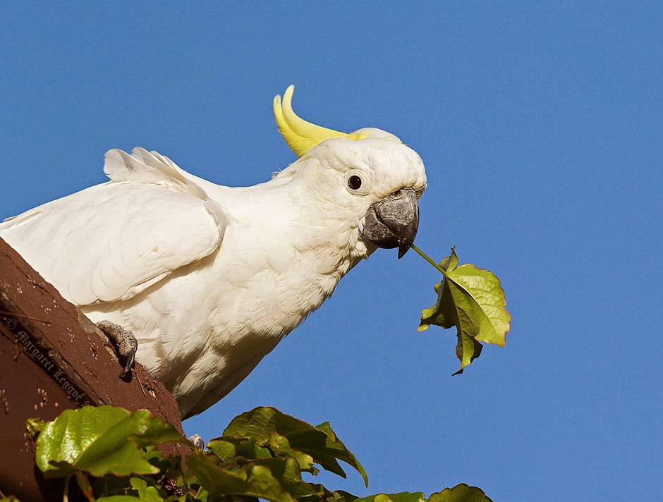 Tierra de papagayos, loros, cacatuas, pericos, cotorras y guacamayos ...