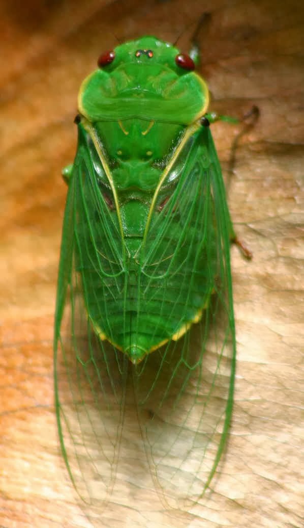 Temple of Balance: My healing journey with Cicada!
