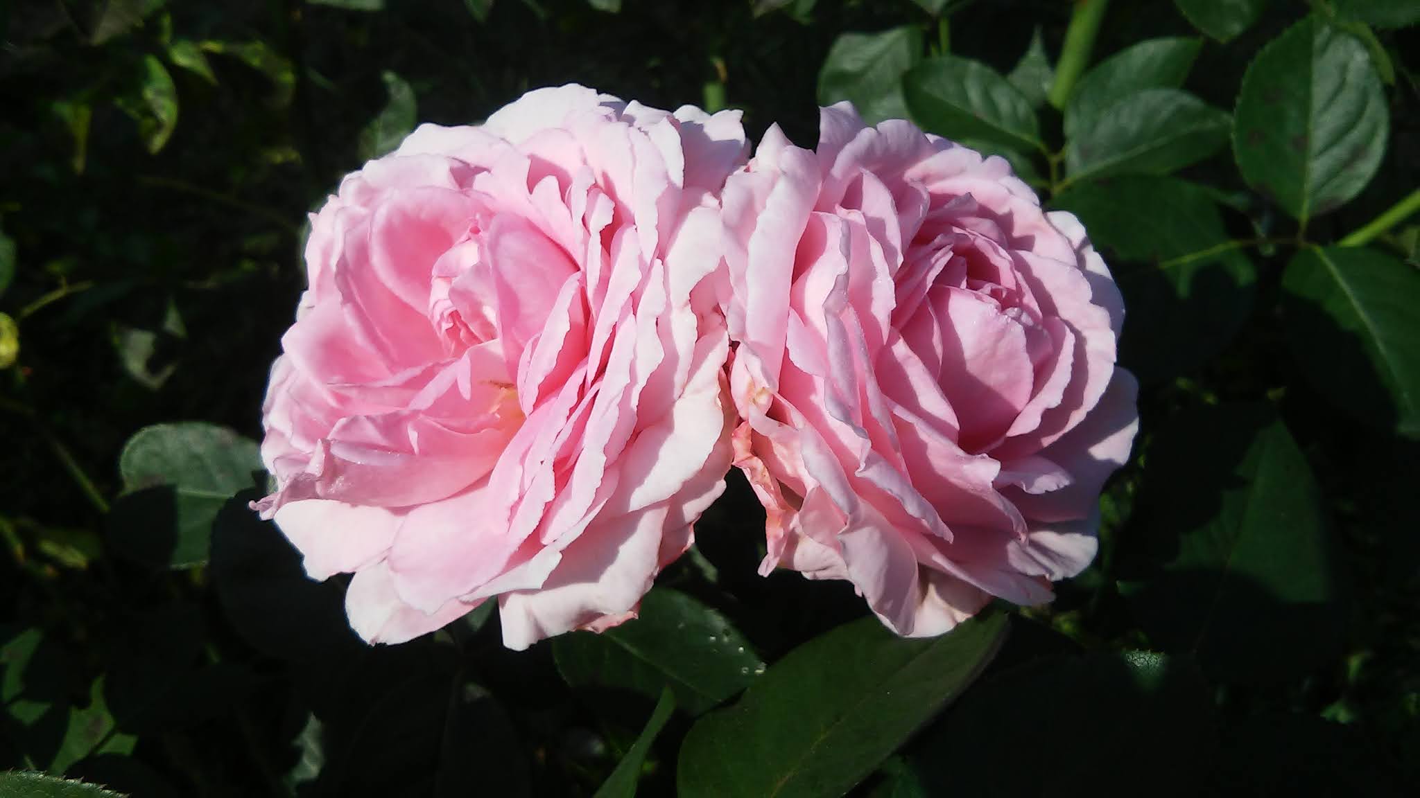 Ranczo Elma: Róża (Rosa) Ghita Renaissance