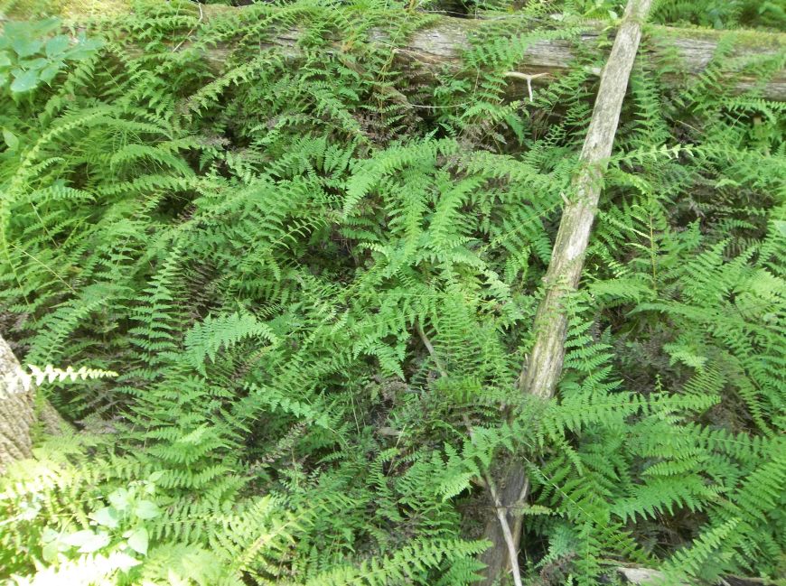 Future Plants by Randy Stewart: Fern - Athyrium ( Painted & Lady Ferns )