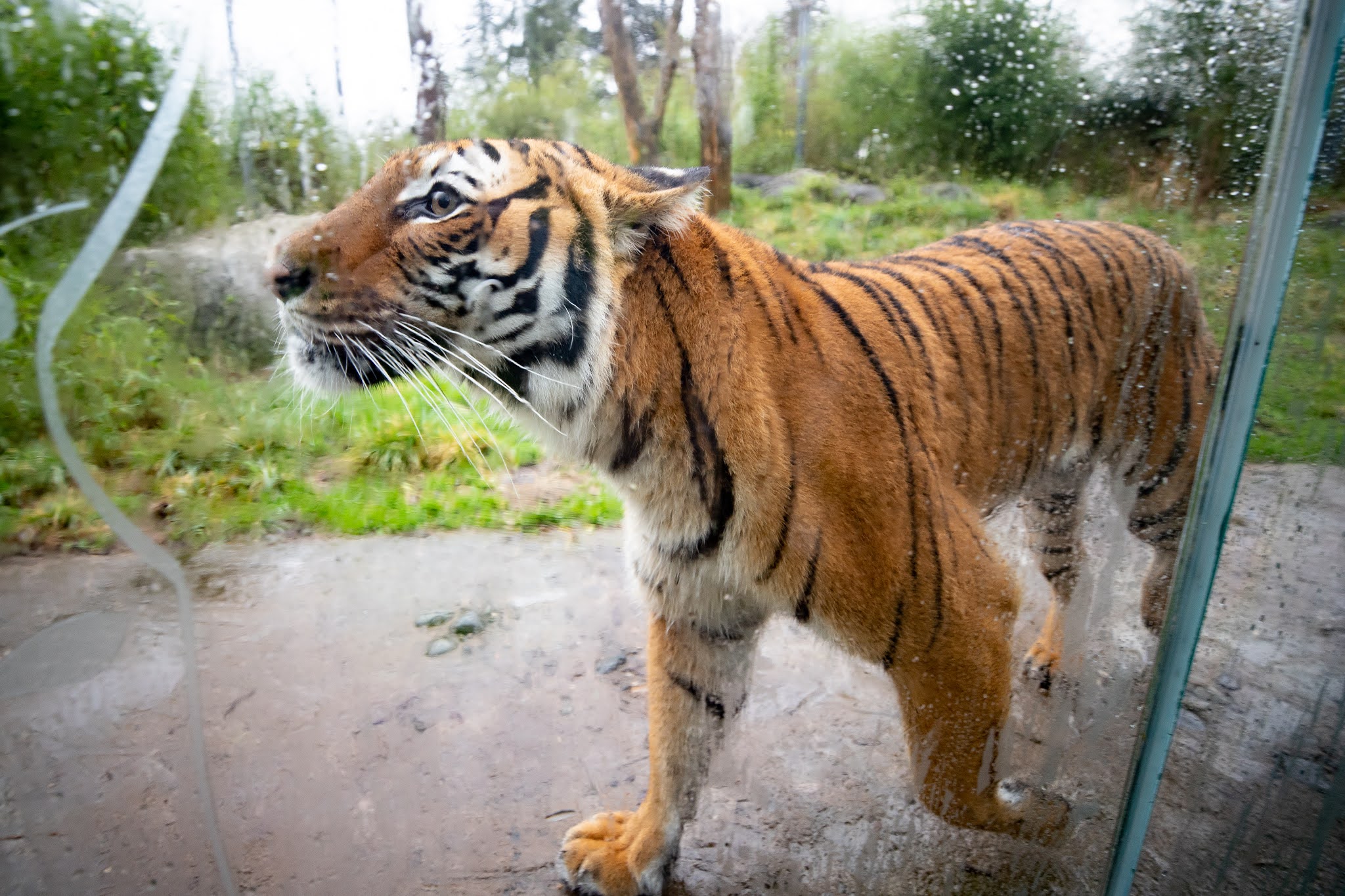 Amazing Azul—the zoo's first female Malayan tiger makes her debut!