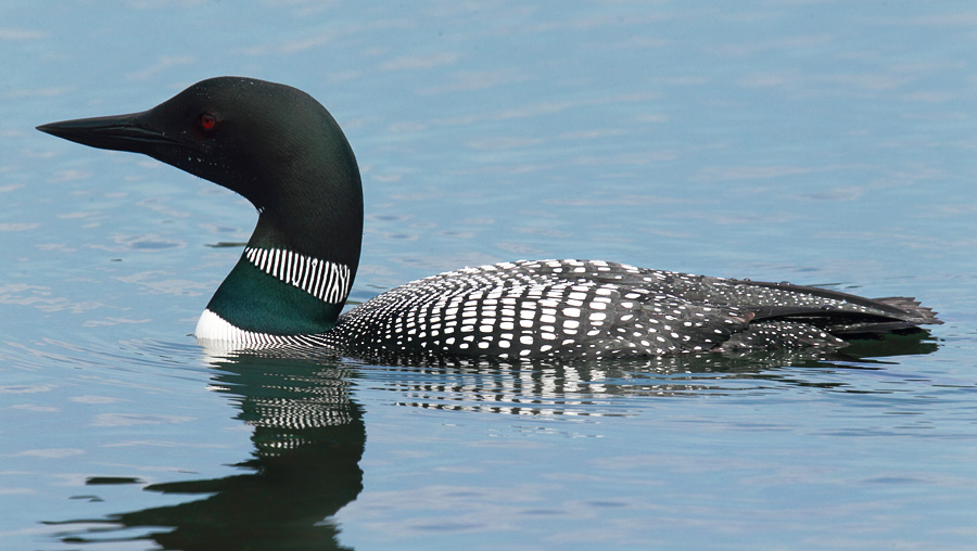 The Bruce Mactavish Newfoundland Birding Blog: Will there ever be ...