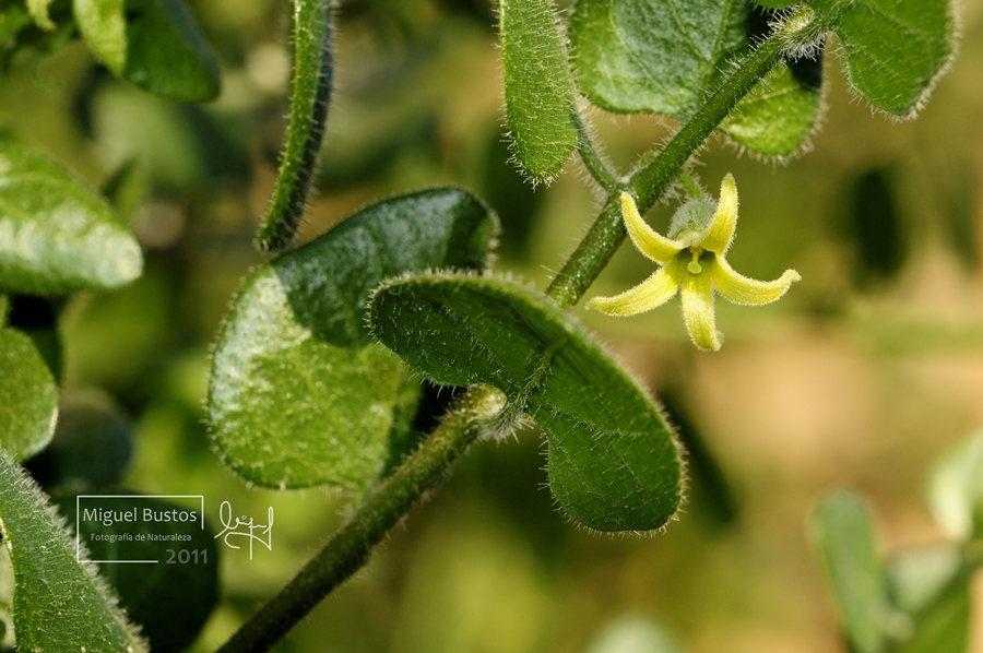 Naturaleza y Fotografía en Motril: Oroval (Withania frutescens)
