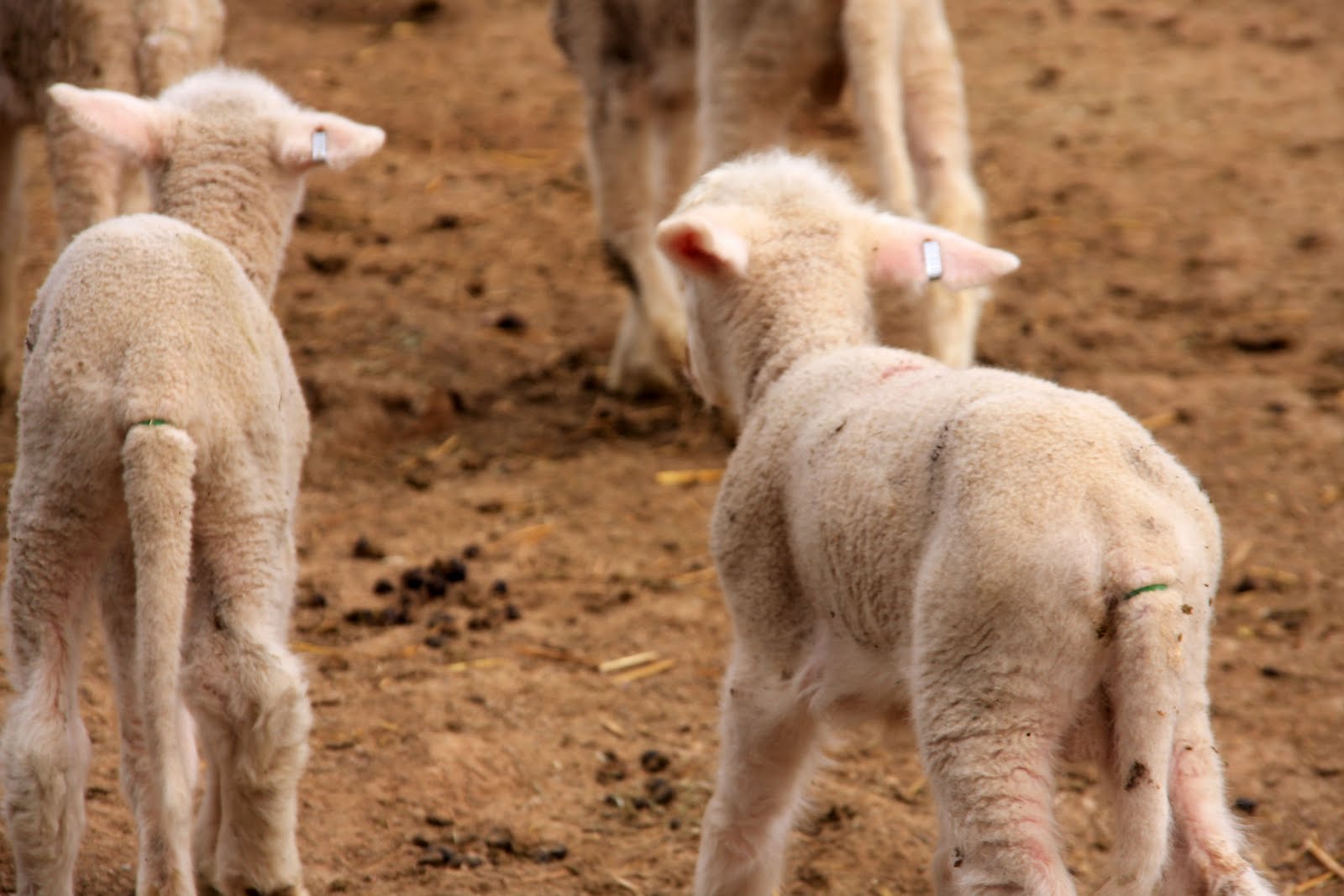 Double H Photography: Docking lambs, in March