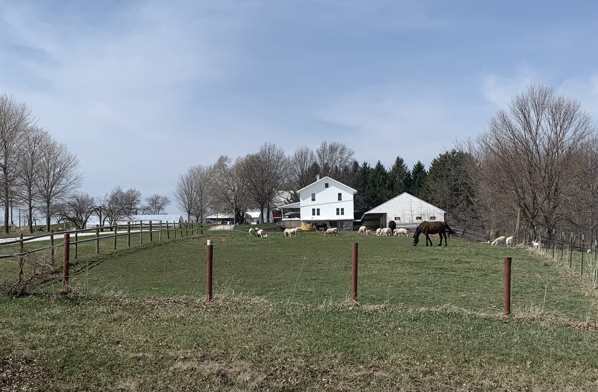 Amish Horses: Early Spring Amish Style